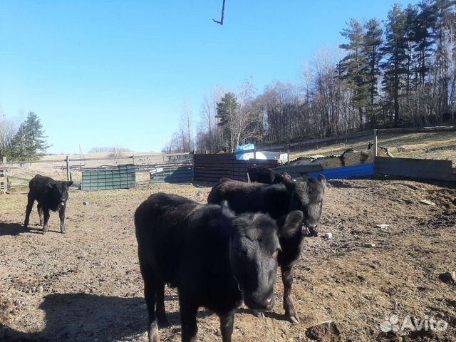 Абердин ангус телки