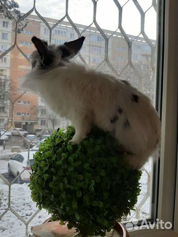 Кролик на вязку