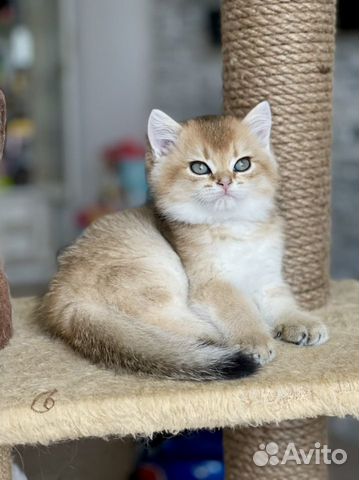 Продается породистый британский котенок