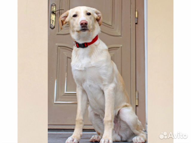 Очаровательный щенок Мартин ищет семью