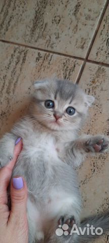 Котята редкого окраса