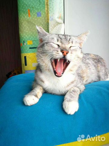 Полосатая красавица (5 месяцев)