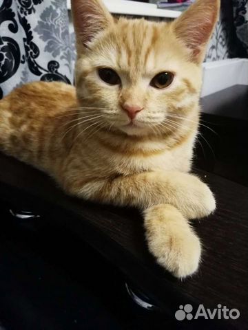 Котята шотландцы
