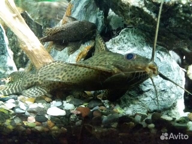 Синодонтис Вуалевый