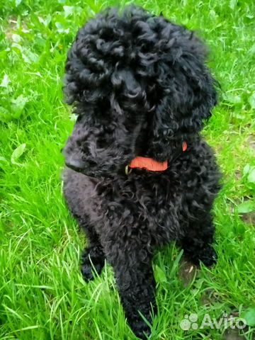 Щенки пуделя большого