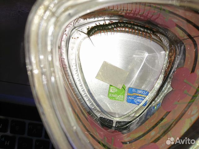 Сколопендра