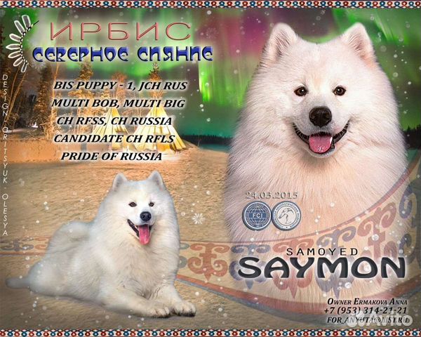 Самоедская лайка
