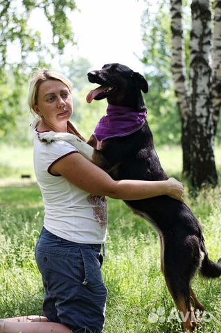 Собачка из приюта Гера