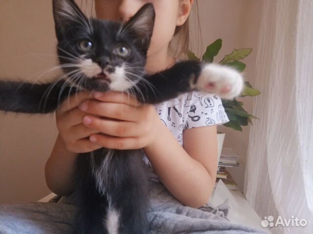 Кошка в дар