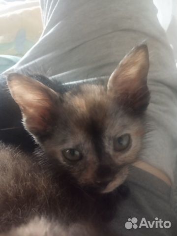 Уродцы котята