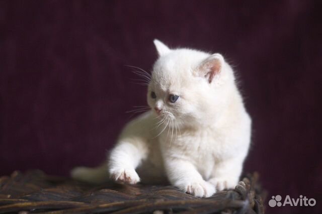 Британский котенок