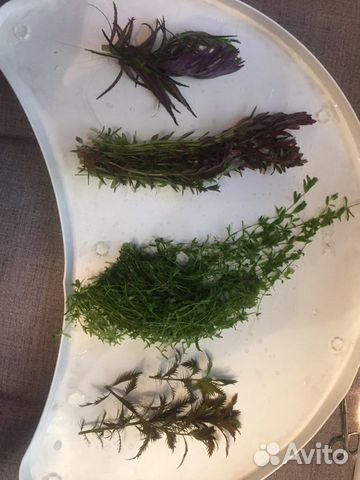 Аквариумные растения прополка