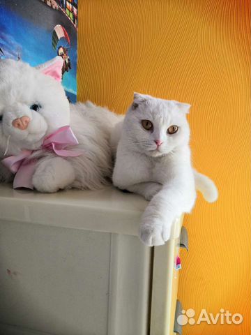 Шотландская вислоухая кошка