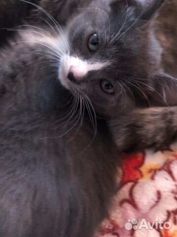 Отдам в добрые руки котят