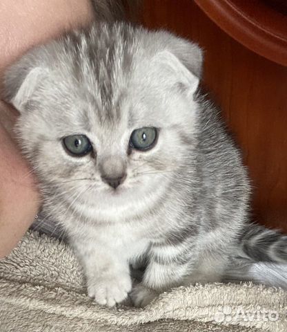 Шотландская вислоухая