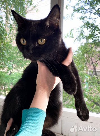 Котенок Баги