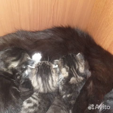 Отдам котят в добрые руки