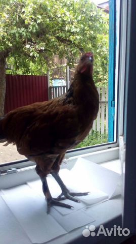 Отдам в добрые руки бентамского петушка