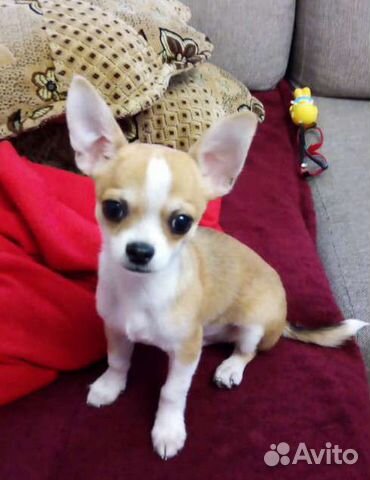 Чихуахуа молодой кабель