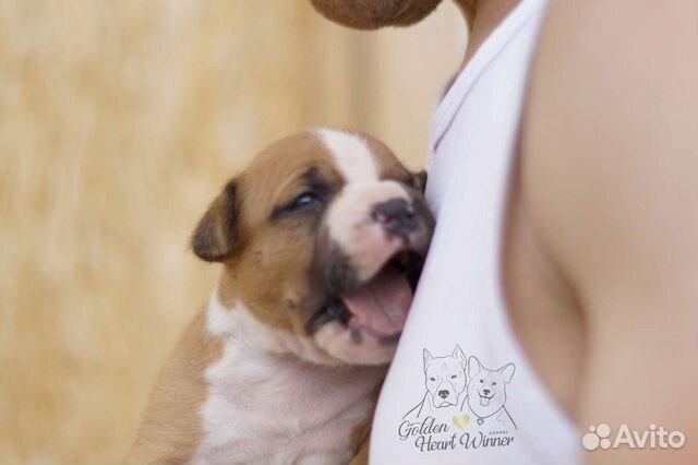 Стаффордширский терьер мальчик (питомник)