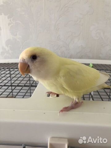 Ручные птенчики неразлучники