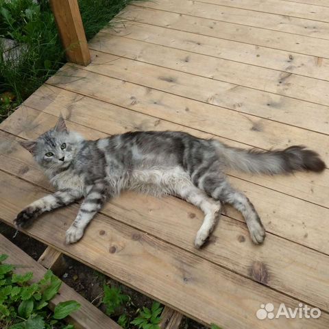 Кот серебро черный мрамор взрослый