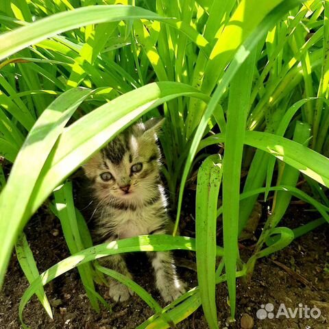 Метис шотландца