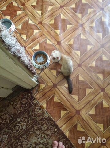 Хорек бесплатно