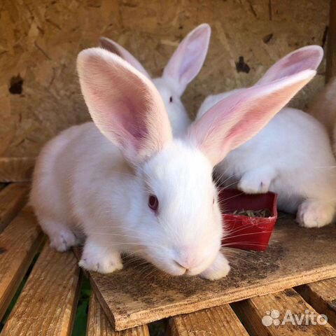 Кролики белый панон
