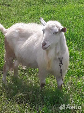 Козел зааненский