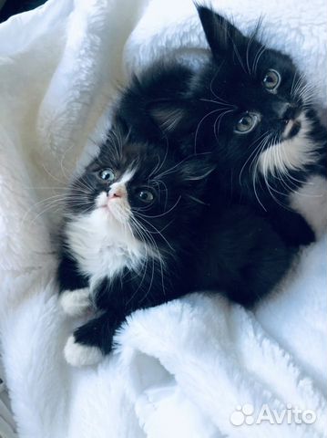 Котята 1,5 месяца в добрые руки