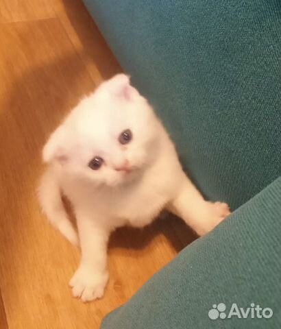 Шотландский котенок