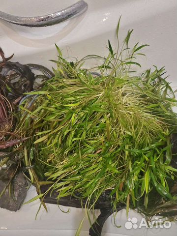 Криптокорина