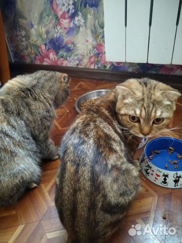 Кошки в добрые руки бесплатно