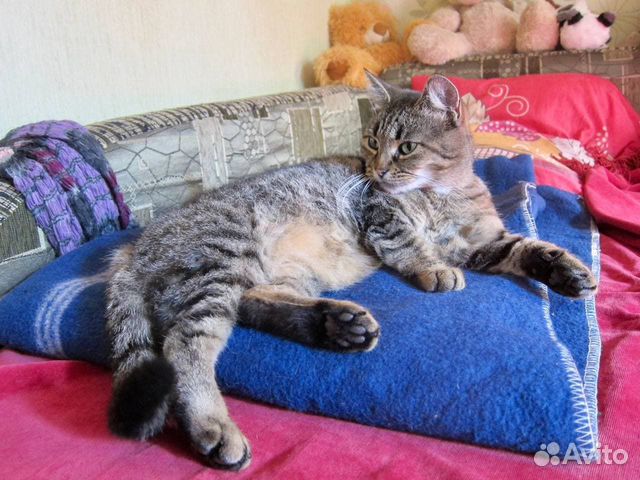 Феня. Кошка ищет дом