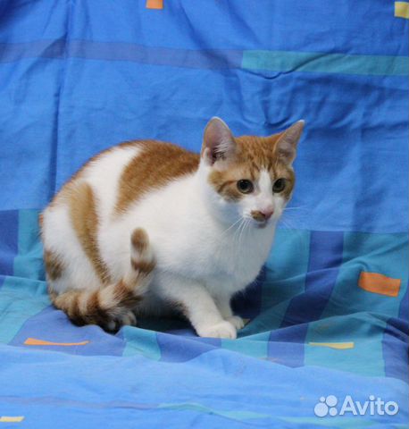 Котенок ищет дом. Пушкин, Санкт-Петербург