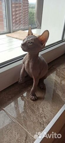 Донской сфинкс котята