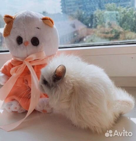 Шиншилла ангора