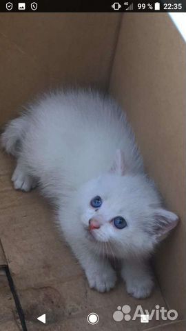 Кошка в дар