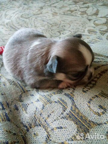 Цветная малышка