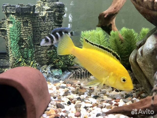 Лабидохромис еллоу