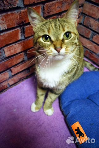 Кошечка София 1,5 года ищет семью