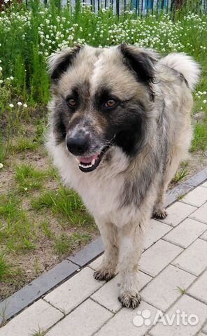 Добрый пёсик ищет дом