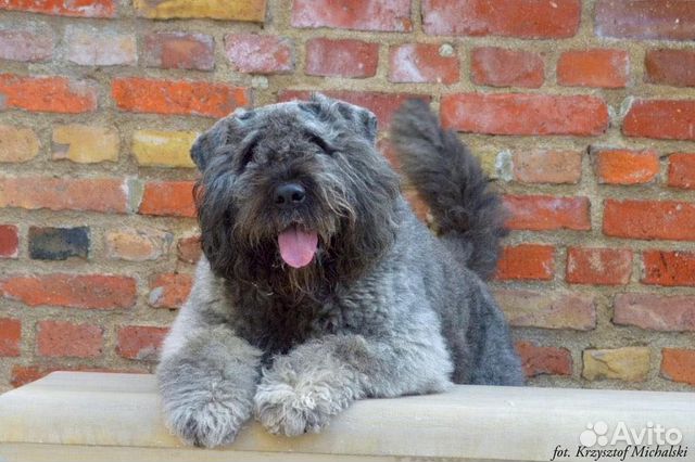 Отдается кобель фландрского бувье