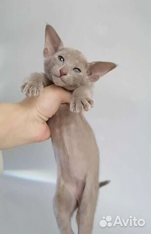 Лиловая девочка