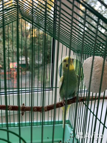 Отдам волнистого попугая, девочка