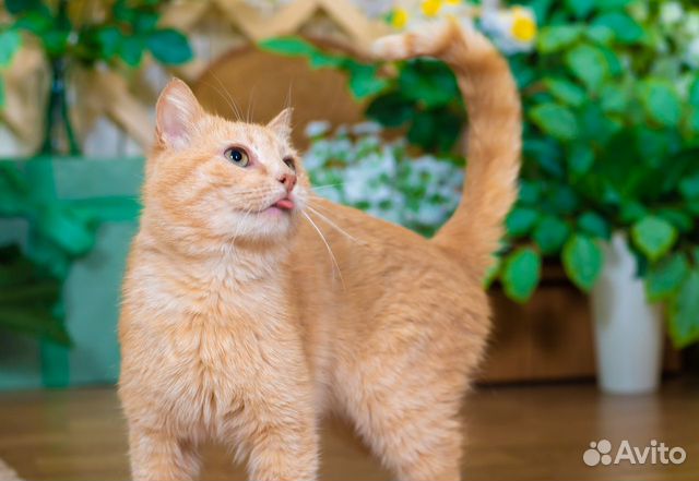 Рыжий кот Каспер