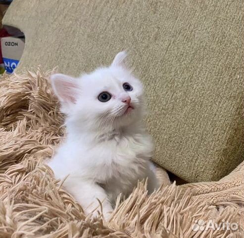 Любознательная Фрося