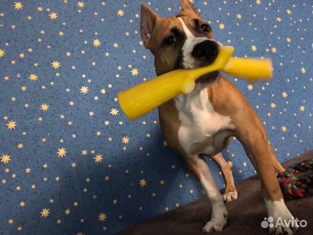 Потерялся щенок Стаффордширский терьер