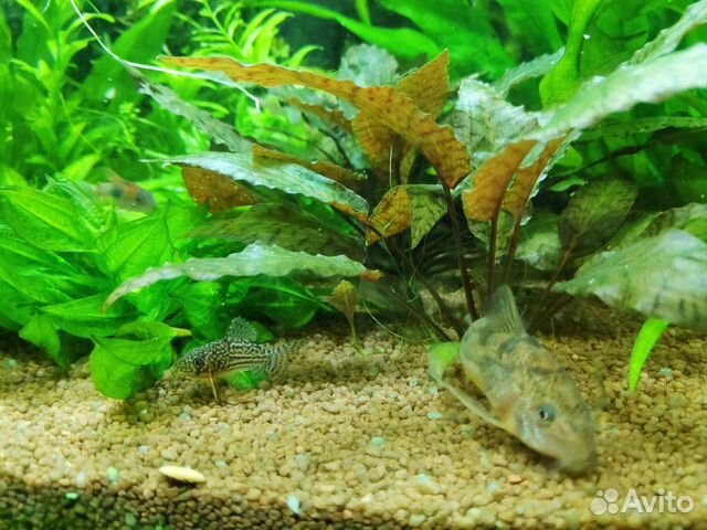 Криптокарина Нури